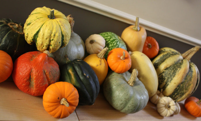 Espèce de cucurbitacée ! Légume, courge, star de l'automne