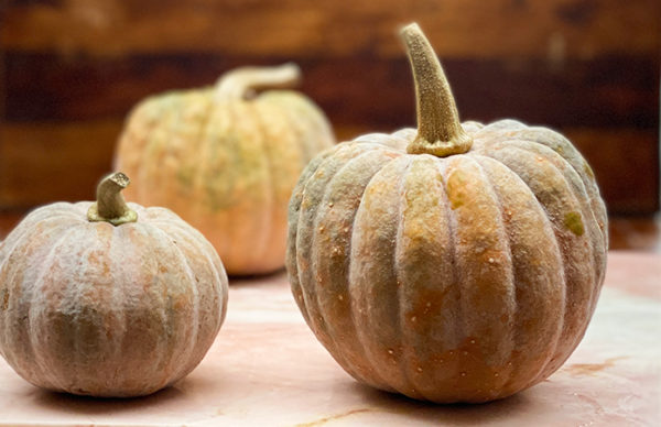 Espèce de cucurbitacée ! Légume, courge, star de l'automne