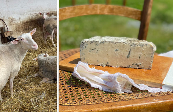 Pâte molle croûte fleurie | Fabrication fromage