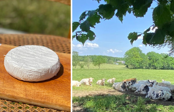 Pâte molle croûte fleurie | Fabrication fromage