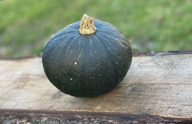 Espèce de cucurbitacée ! Légume, courge, star de l'automne